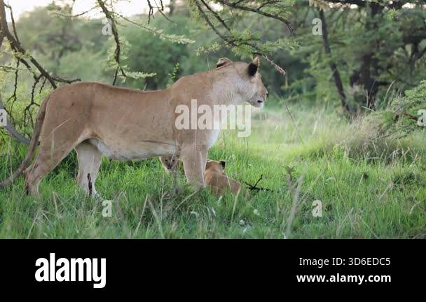 Lioness stands watchfully as tiny lion cubs gather beneath her in Masai ...