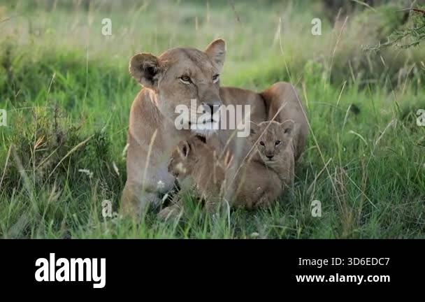Playful lion cubs snuggle close to watchful lioness in Masai Mara ...