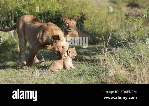 Lioness grabs protesting cub by neck in slow motion as another lioness ...