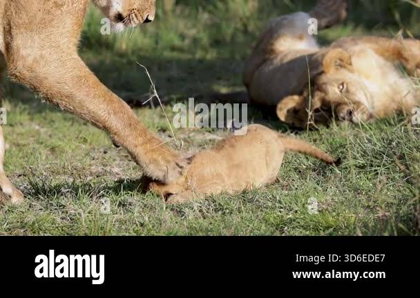 Lioness gently pushing tiny lion cub's head in Masai Mara grassland ...
