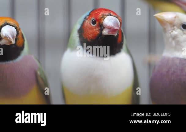 Brightly colored finches display their vibrant feathers in a shop Stock ...