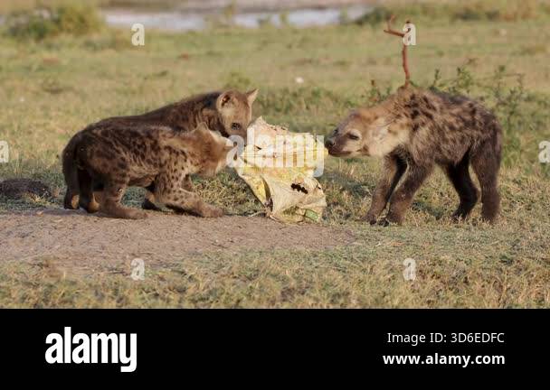Spotted hyena scratching head with leg in Masai Mara grassland Stock ...