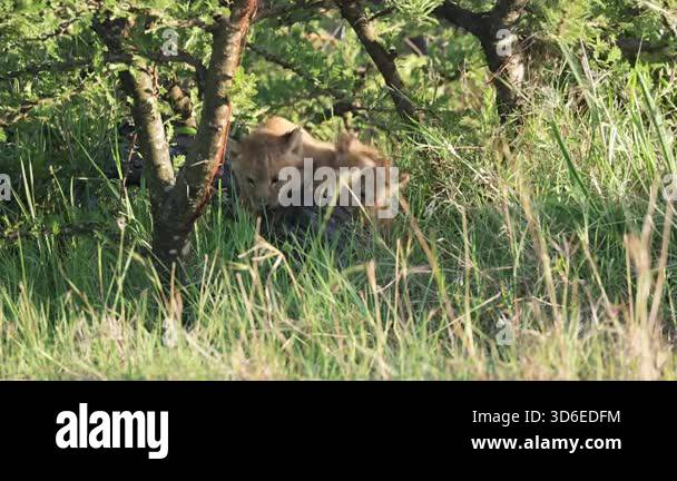 Two young lion cubs balance playfully on fallen log in shaded Masai ...