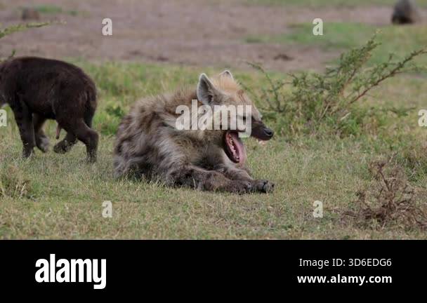 Spotted hyena yawning resting in Stock Videos & Footage - HD and 4K ...