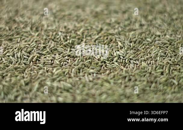 Cumin seed close up view. Dried Cumin seeds rotating background. Jeera ...