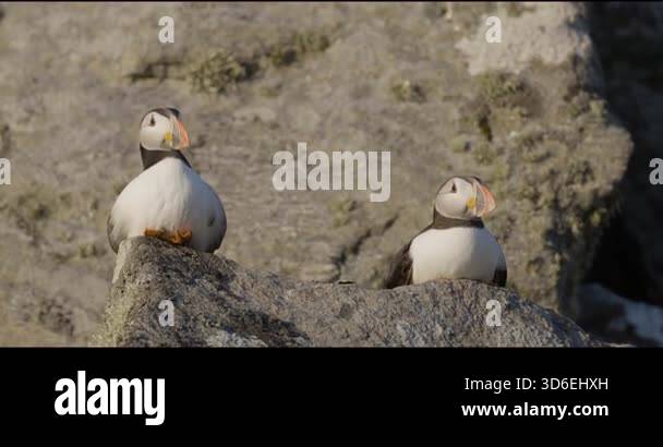 Two puffins are resting on a rock surrounded by rugged terrain ...