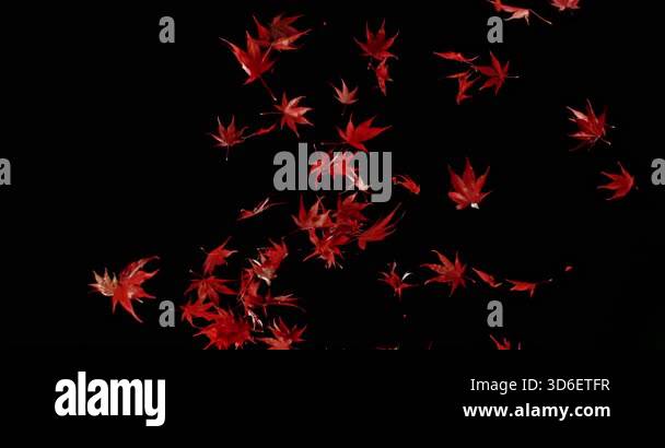 Super Slow Motion Falling Autumn Red Maple Leaves. Isolated on Black ...