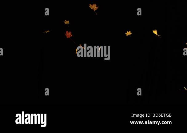 Super Slow Motion Falling Autumn Maple Leaves. Isolated on Black ...