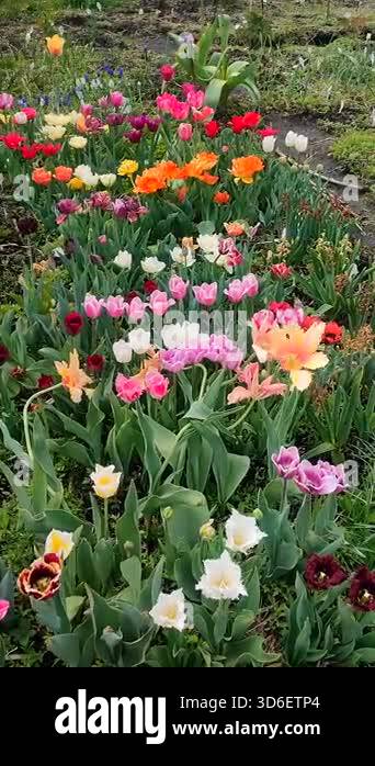 Blooming colorful tulips flowers on spring day. Varietal blooming ...