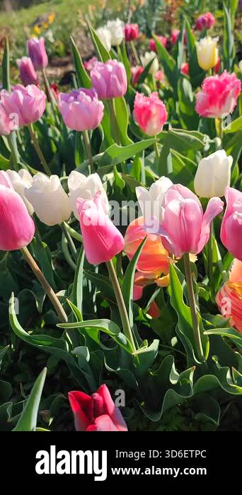 Blooming colorful tulips flowers on sunny spring day. Varietal blooming ...
