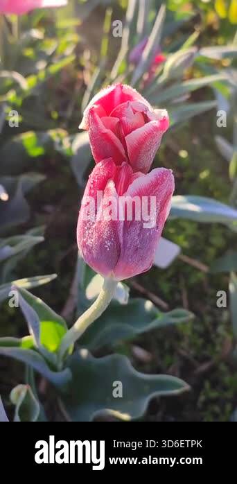 Pink tulips leaning toward each other with crystals of ice from frost ...