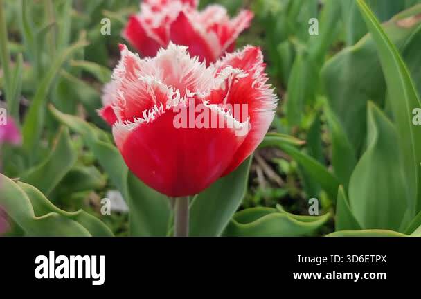 Tulip. Beautiful blooming tulip flower. Blooming tulip flower with red ...