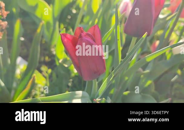 Tulip. Growing beautiful blooming red pink tulip flower on green leaves ...