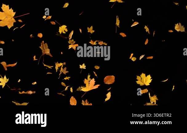 Super Slow Motion Autumn Leaves Falling Mix of Maple and Beech ...