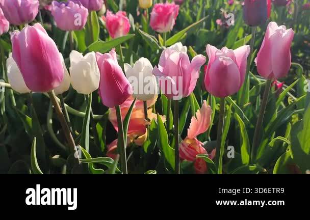 Blooming colorful tulips flowers on sunny spring day. Varietal blooming ...