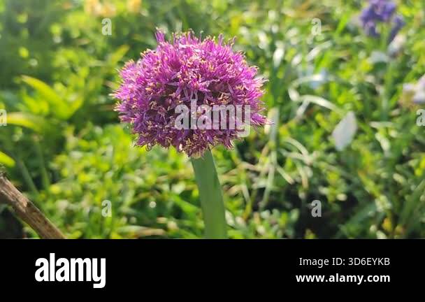 Allium inflorescence. Inflorescence of purple allium. Blooming round ...
