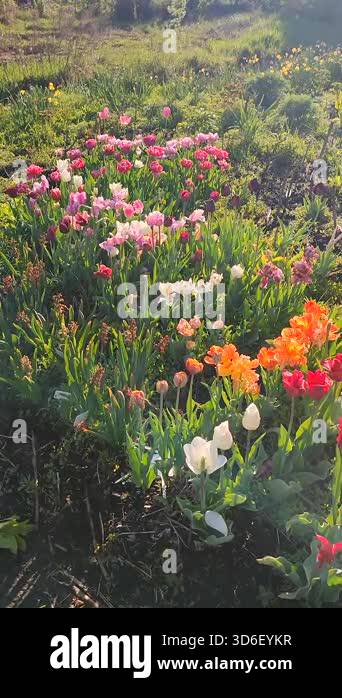 Blooming colorful tulips flowers on sunny spring day. Varietal blooming ...