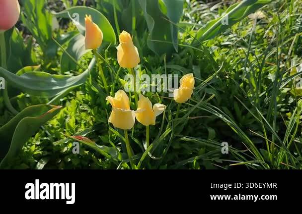 Botanical tulip. Blooming small yellow buds of botanical tulip ...