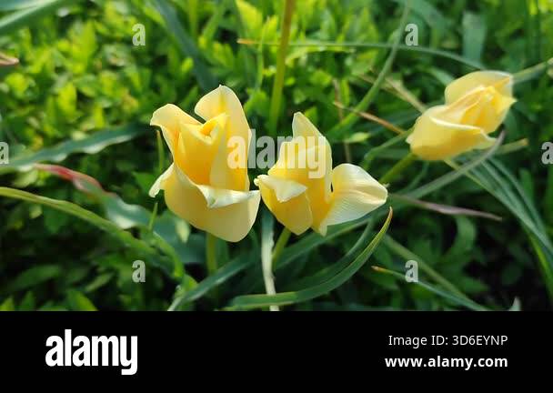 Botanical tulip. Blooming small yellow buds of botanical tulip ...