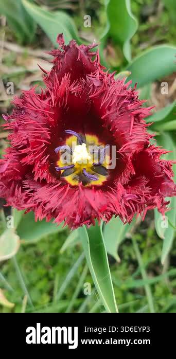 Tulip. Beautiful blooming tulip flower. Blooming tulip flower with red ...