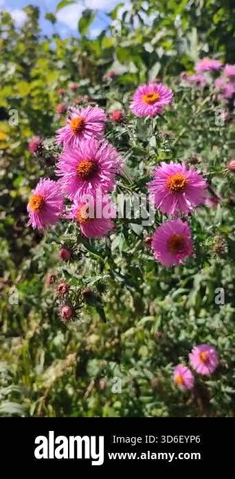 Aster. Small pink flowers with thin petals, yellow stamens, and small ...
