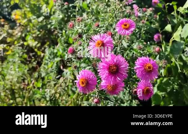 Aster. Small pink flowers with thin petals, yellow stamens, and small ...