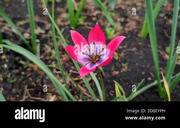 Small botanical tulip variety Little Beauty. Blooming tulip flower with ...