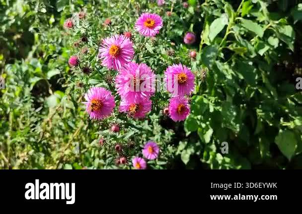 Aster. Small pink flowers with thin petals, yellow stamens, and small ...