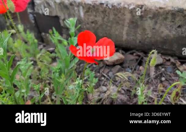 A small red poppy on a thin green stem with green leaves growing in the ...
