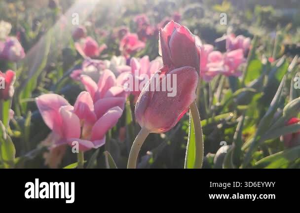 Pink tulips leaning toward each other with crystals of ice from frost ...