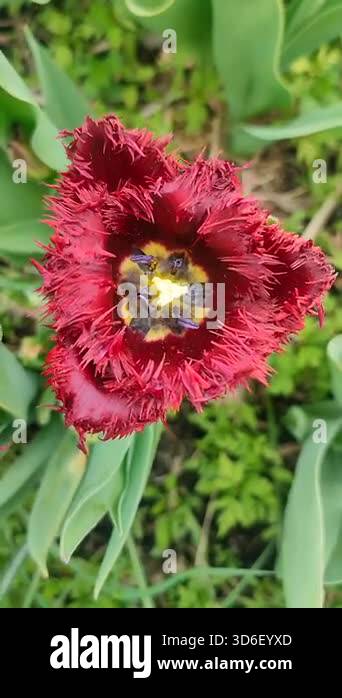 Tulip. Beautiful blooming tulip flower. Blooming tulip flower with red ...
