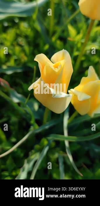 Botanical tulip. Blooming small yellow buds of botanical tulip ...