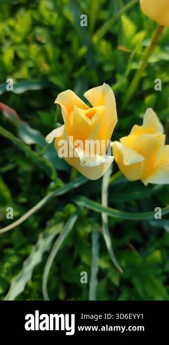 Botanical tulip. Blooming small yellow buds of botanical tulip ...