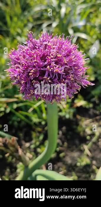 Allium inflorescence. Inflorescence of purple allium. Blooming round ...