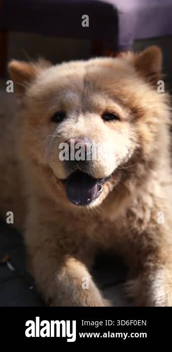 Chow time Stock Videos & Footage - HD and 4K Video Clips - Alamy