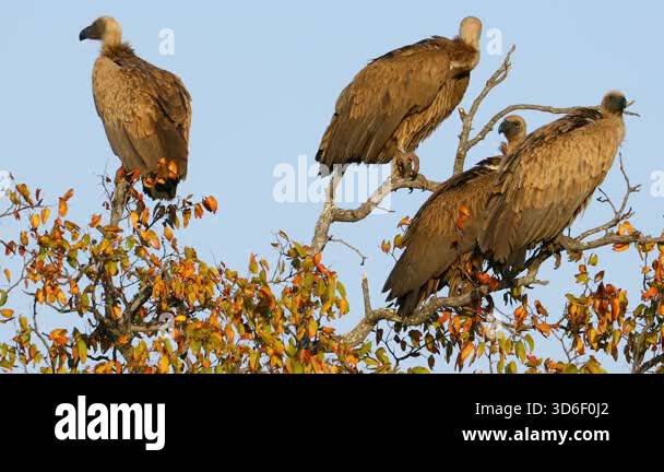 White-backed vultures (Gyps africanus) sitting in a tree, Kruger ...