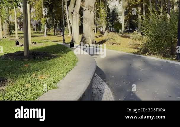 Calm autumn scene on 14 October showing a curved pathway in a city park ...