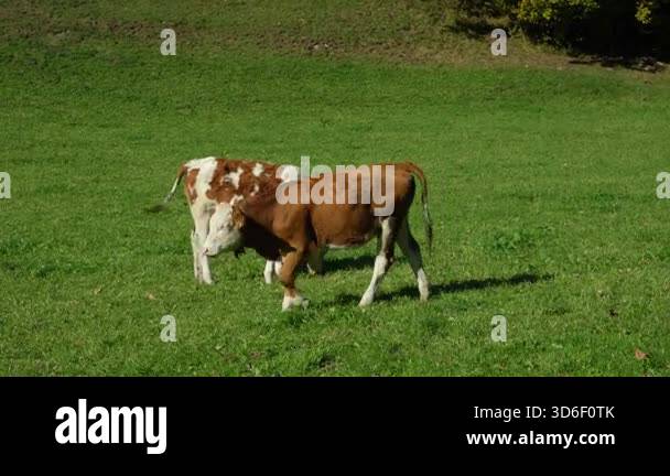 Happy Brown Cows Enjoying the Warm Sunlight on a Peaceful Summer Meadow ...