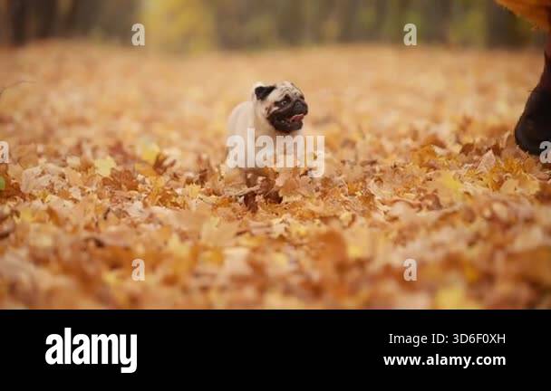 A pug walks with its owner in an autumn park. The cute dog runs through ...