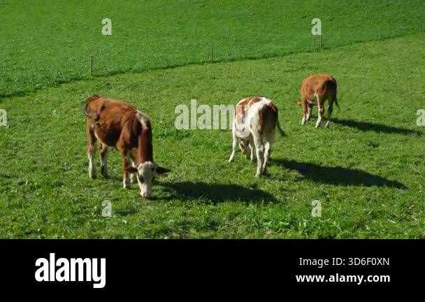 Brown cows grazing on green meadow Stock Video Footage - Alamy