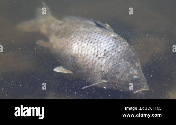 Carp life cycle Stock Videos & Footage - HD and 4K Video Clips - Alamy