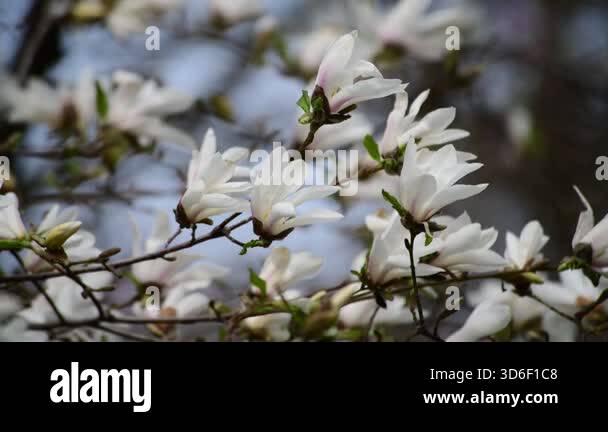 Nice 4k magnolia tree flowers video at spring day Stock Video Footage ...