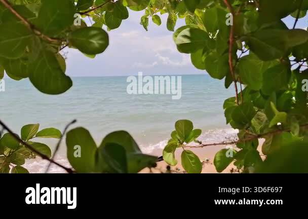 A tropical beach seascape beautifully framed by green leaves ...
