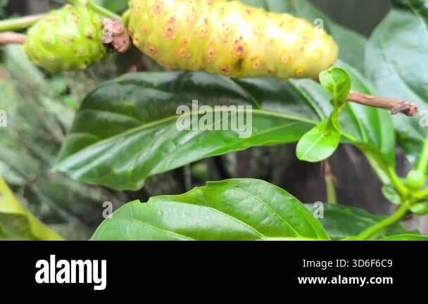 Noni fruit on branch Stock Videos & Footage - HD and 4K Video Clips - Alamy