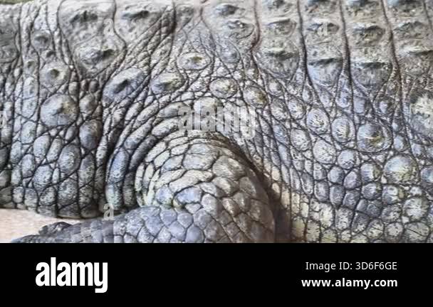 Close-up look at detailed textures of a crocodile skin in a natural ...