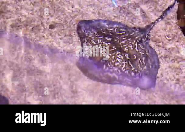 Beautiful stingray swimming gracefully in clear water at a tropical ...