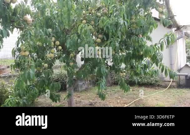 peach tree in a windy and rainy day Stock Video Footage - Alamy