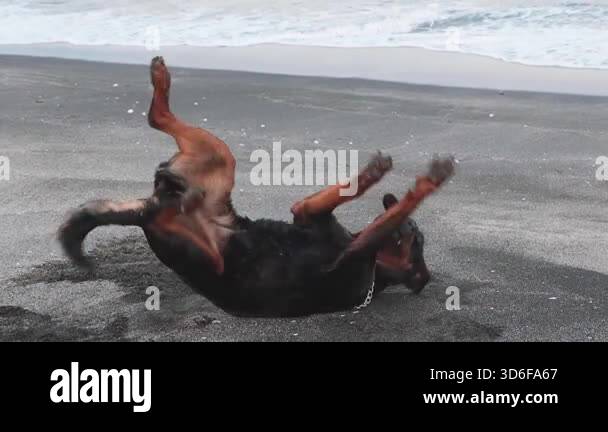 Cheerful funny big dog somersaults Stock Videos & Footage - HD and 4K ...