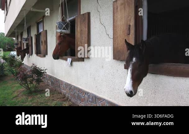 Many proud thoroughbred brown horses with dark groomed manes and shiny ...