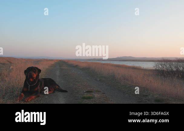 A sad beautiful attentive dog of the Rottweiler breed lies on a sandy ...